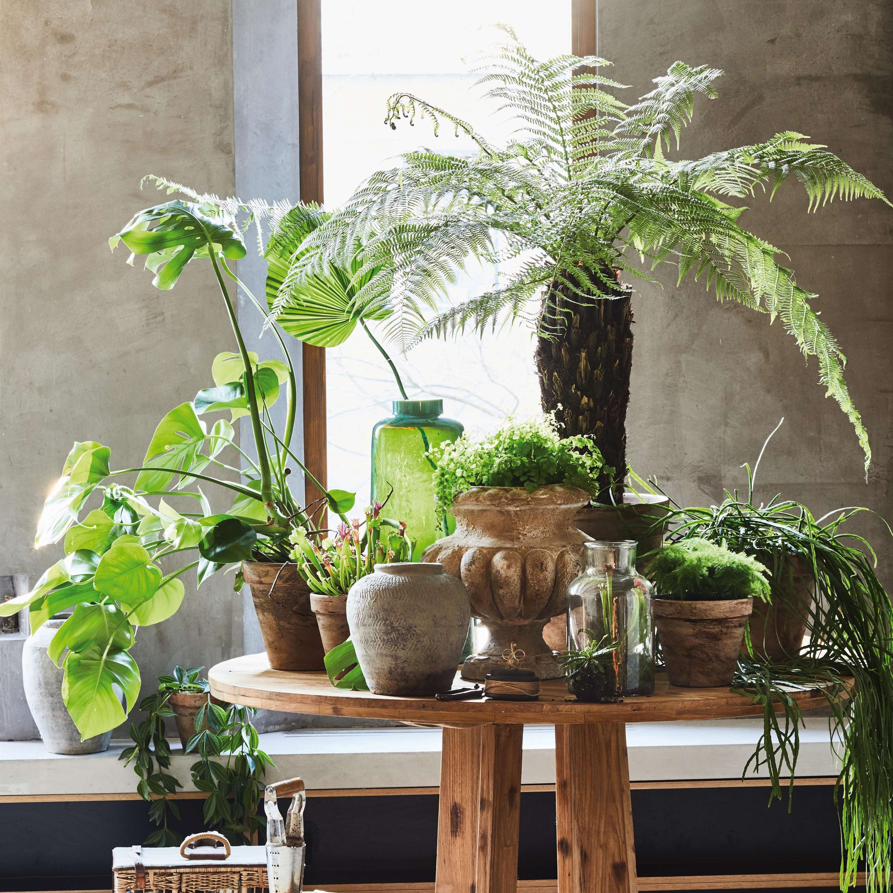 Kamerplanten: 5 tips om ze in leven te houden