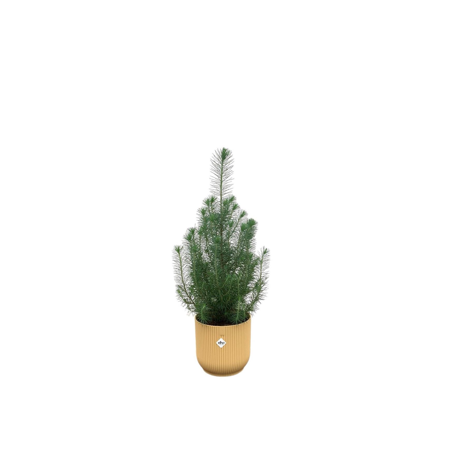 Kerst - Pinus Pinea 'Silver Crest' + elho Vibes Fold geel - 50 cm kopen ...