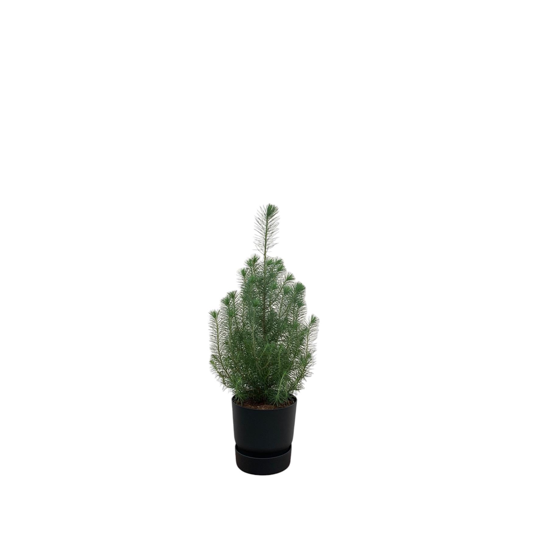 Kerst - Pinus Pinea 'Silver Crest' + elho Greenville zwart Ø18 - 50 cm ...